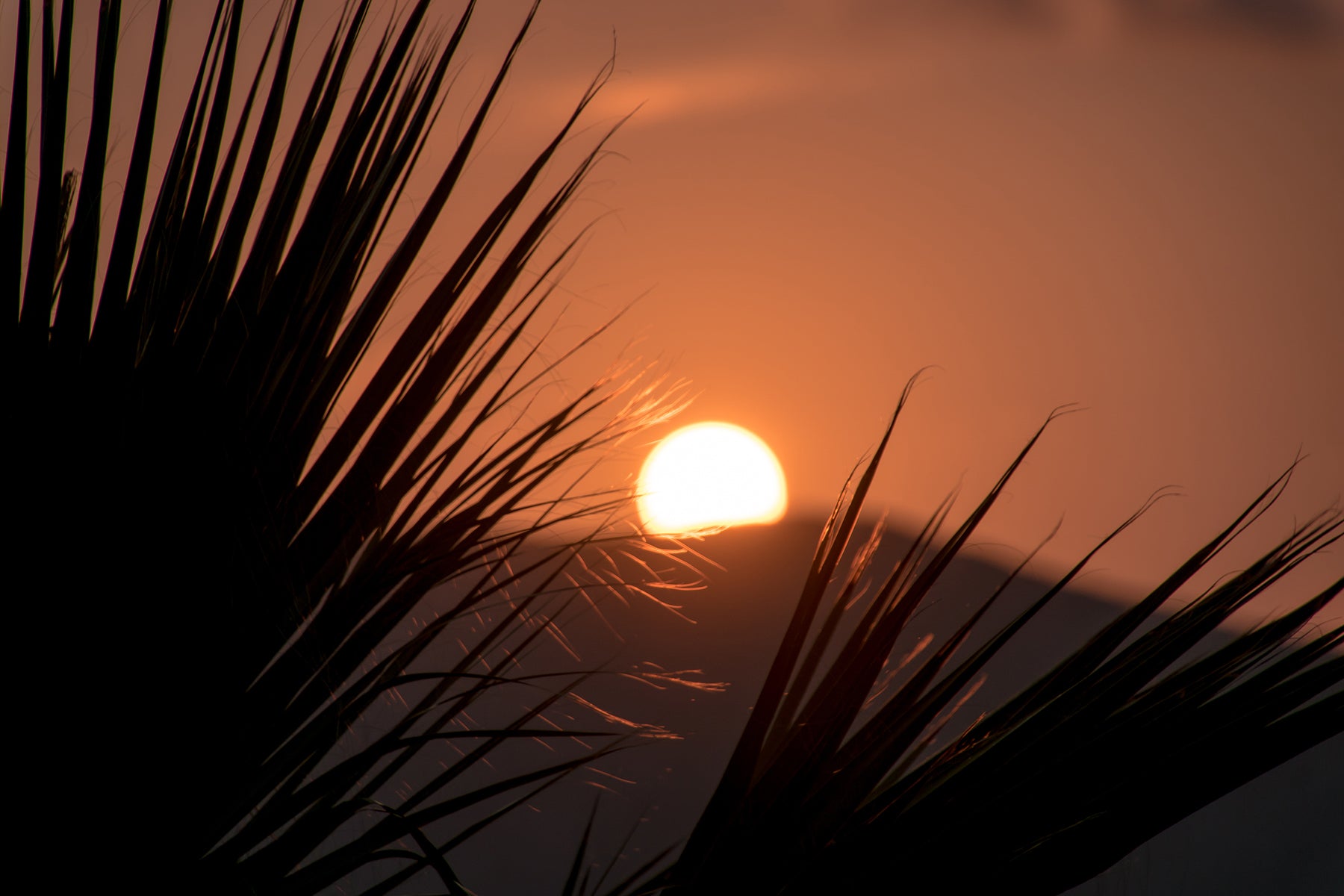 RISE AND SHINE – SELVATICA